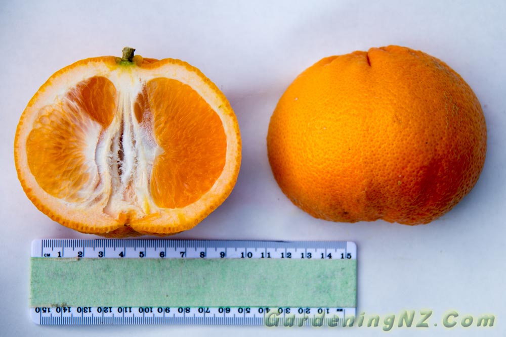 Best Citrus varieties NZ The best Citrus varieties for NZ ...